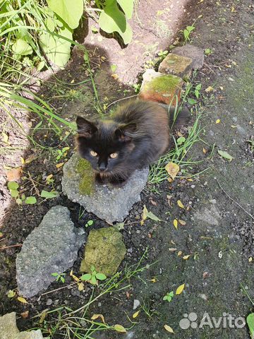 Отдам котят в хорошие руки