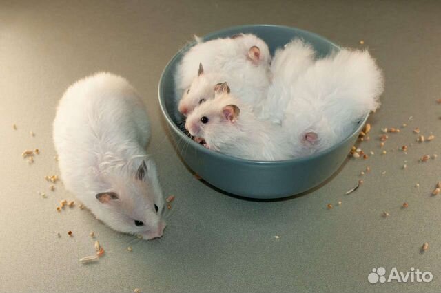 Сибирский хомяк