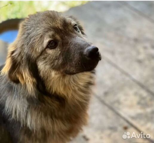 Собаки бесплатно в добрые руки