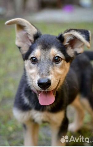 Щенок-девочка в добрые руки