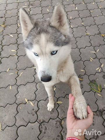 Сибирский хаски