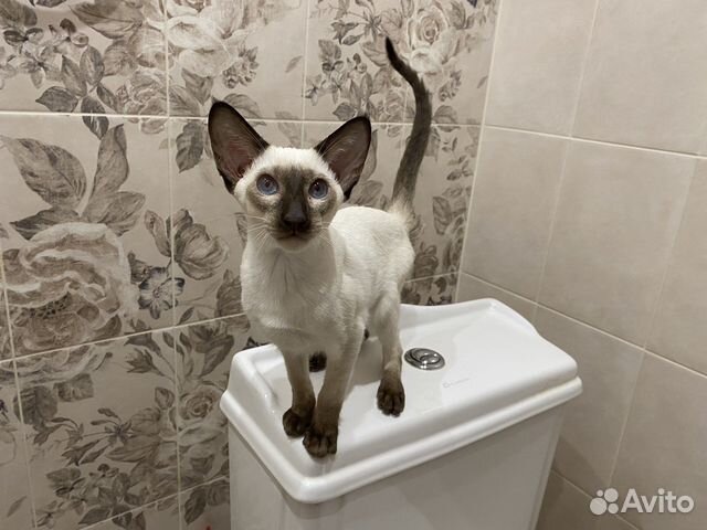 Ориентальный синеглазый котик Элвис
