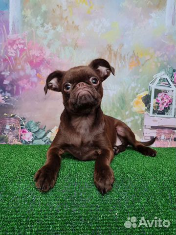 Щенки пти брабансона в шоколадном окрасе