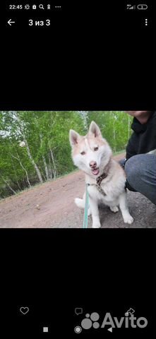 Собака хаски возраст 5 месяцев цена 5000