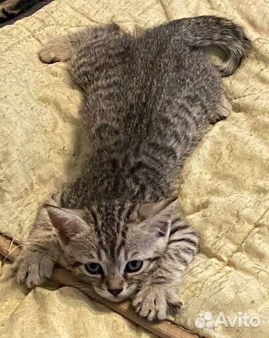 Котята помесь бенгала и шотландца