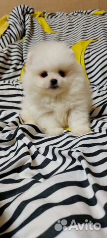 Померанский шпиц шикарные медвежата