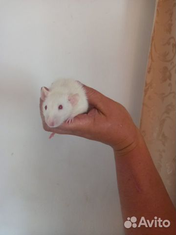Декоративная крыса