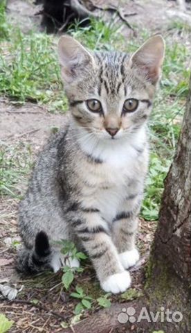 Котята