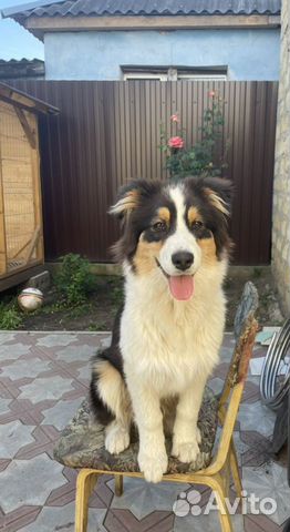 Австралийская овчарка