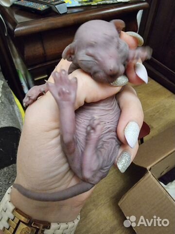 Питомник сфинксов