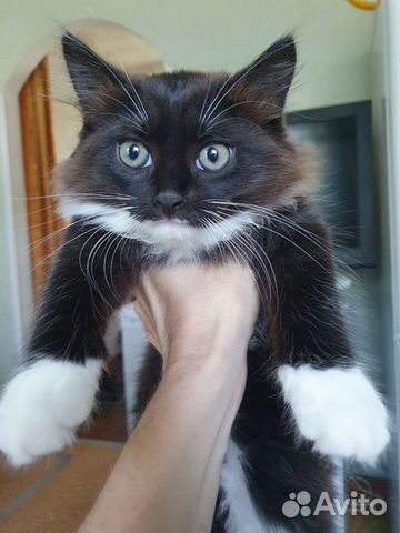 Кот, 2.5 мес