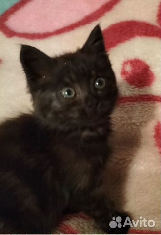 Котенок шоколадного цвета 1,5 месяца в дар