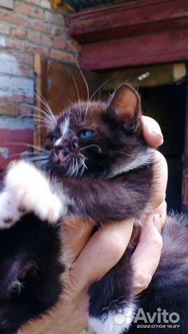 Котята в добрые руки бесплатно