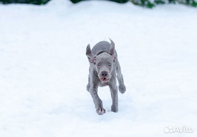 Щенки веймаранера от вице Чемпиона Мира