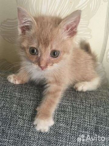 Котёночек в дар