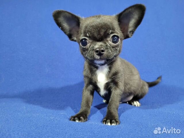 Мальчик чихуахуа