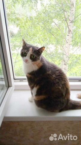 Отдают кошечку по причине аллергии у хозяйки