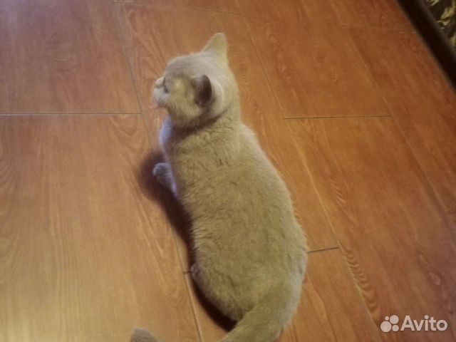 Кошки