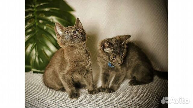 Котенок девочка 2,5 месяца помесь Русской голубой