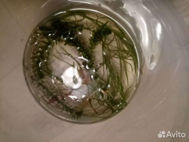 Продам водоросли