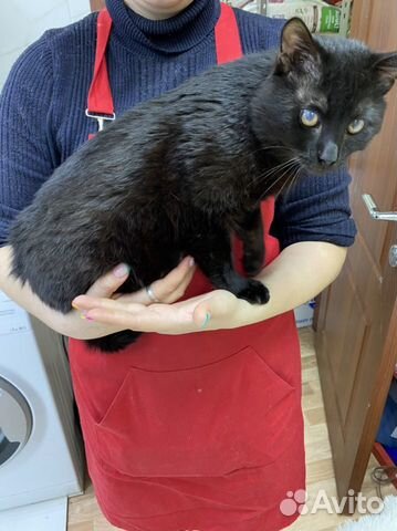 Котик в добрые руки