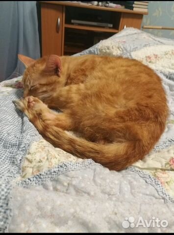 Рыжий кот в добрые руки