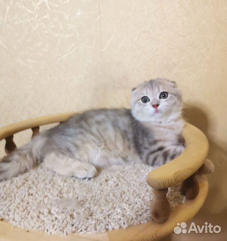 Котик голубое пятно на золоте