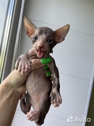 Котёнок Донской Сфинкс