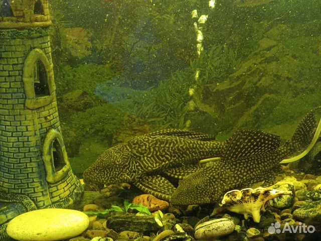 Анциструс- Парчевый сом