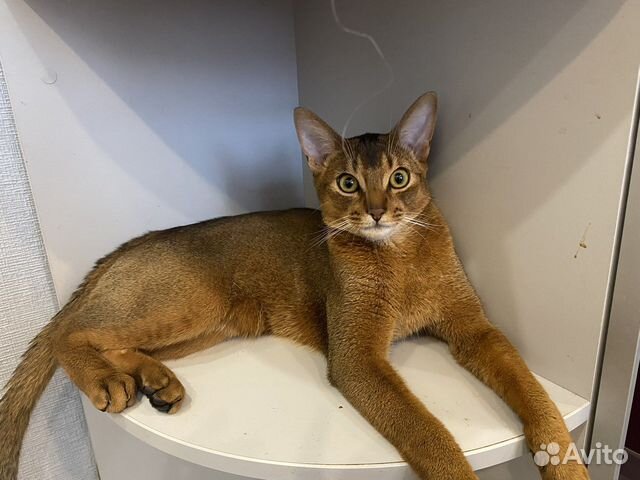 Аббисинский кот