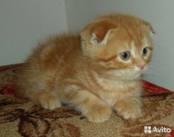 Вислоухие котята