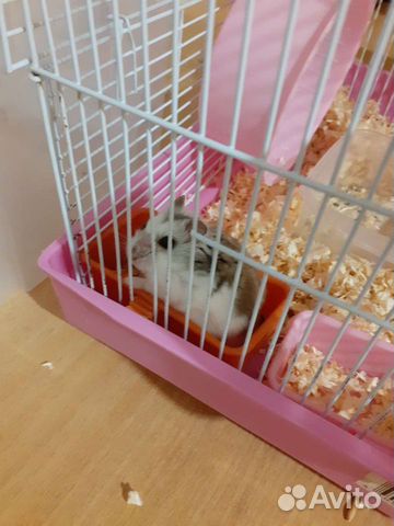 Хомячок в клетке+ корм