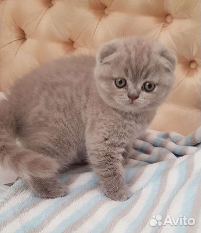 Шотландские вислоухие котята