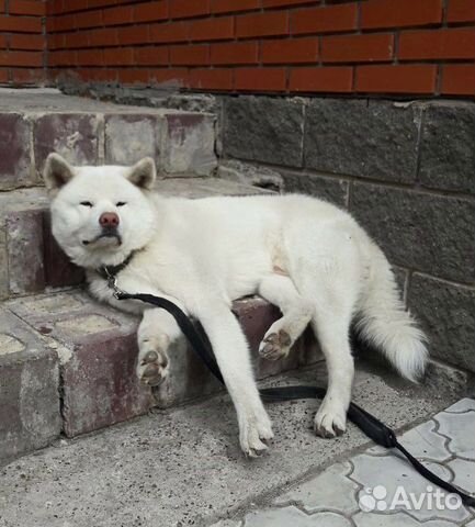 Акита ину вязка