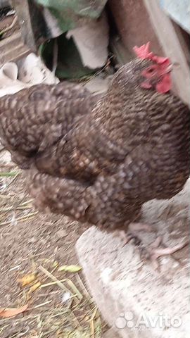 Продаю семью кур породы маран