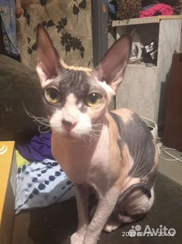 Девочка украинский левкой