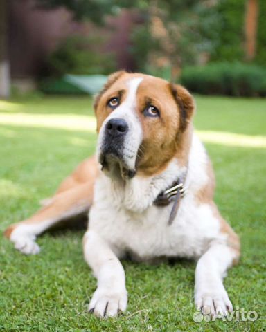 Алабай в добрые руки