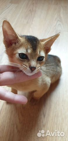 Абиссинский котик