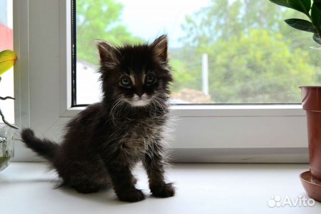 Отдам кошку в добрые руки