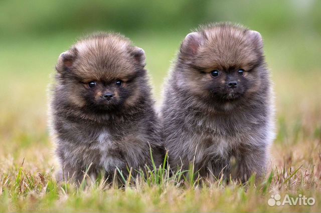 Девочки шпиц, 2,5 мес