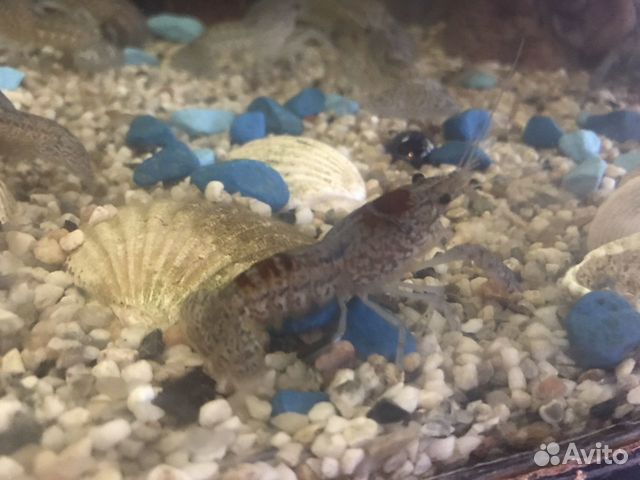 Раки кубинские голубые