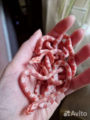 Змея маисовый полоз