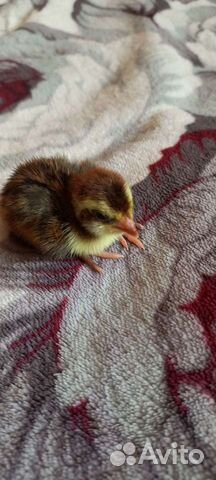 Цыплята перепелов