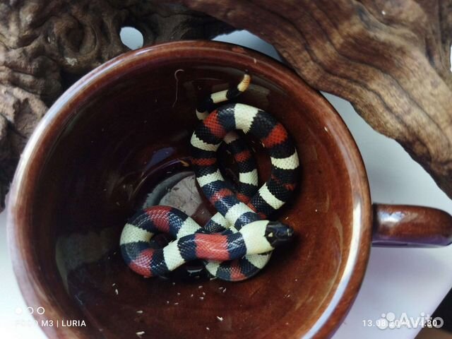 Молочная змея (Lampropeltis triangulum campbelli)