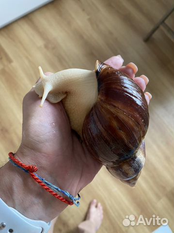 Улитка ахатина взрослая