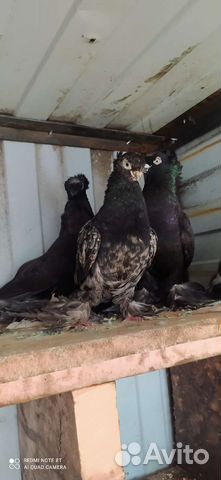 Голуби узбекские