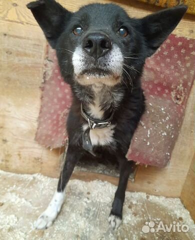 Чернышу нужен дом и гастрокорм