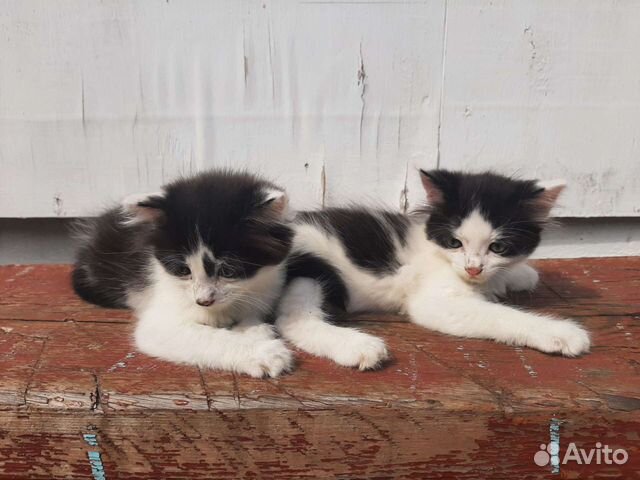 Котята в добрые руки даром.Мальчик и девочки