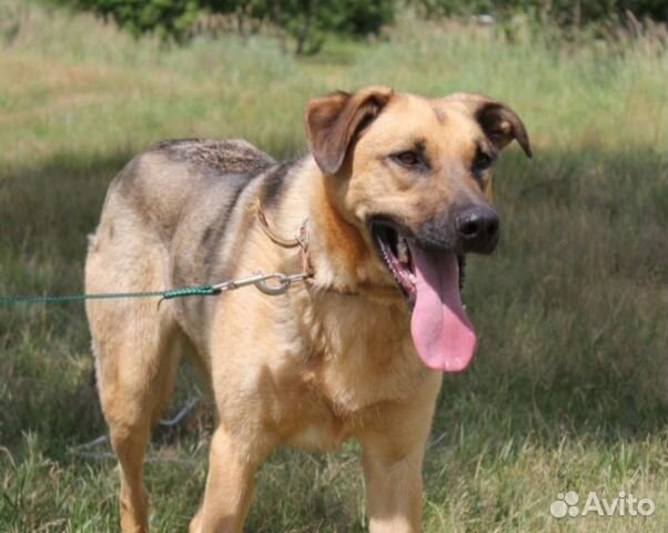 Подарите Лео дом