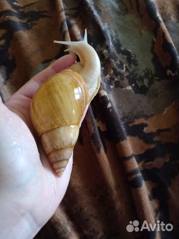 Улитка Ахатина